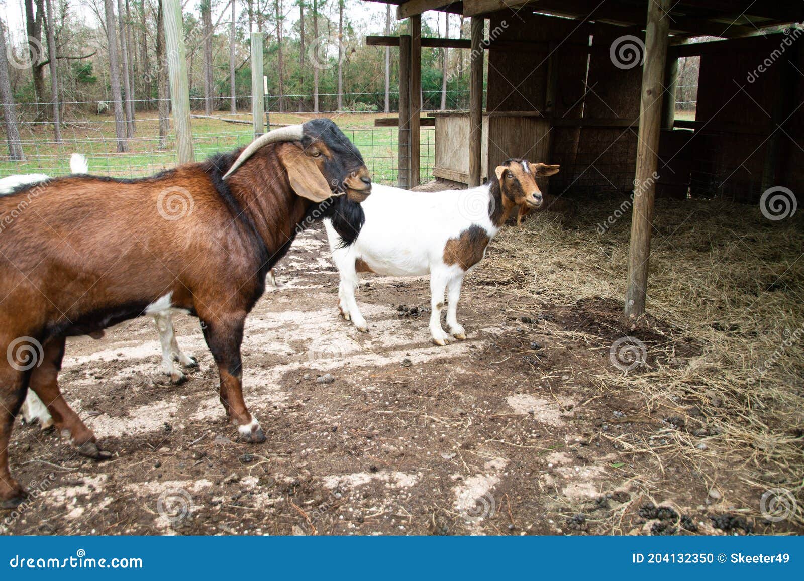 Red Boer Billy Goat and Nanny Goat Stock Photo - Image of buck, bearded ...