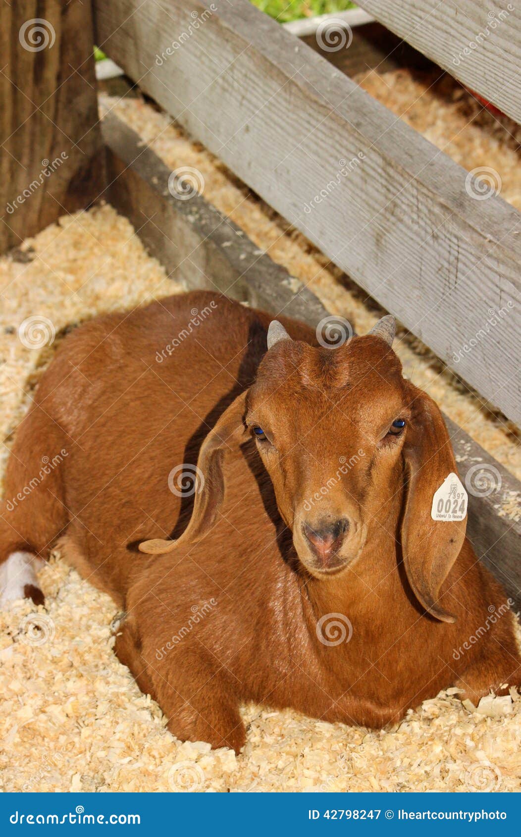 Red Boer Goat editorial photography. Image of stall, farm - 42798247