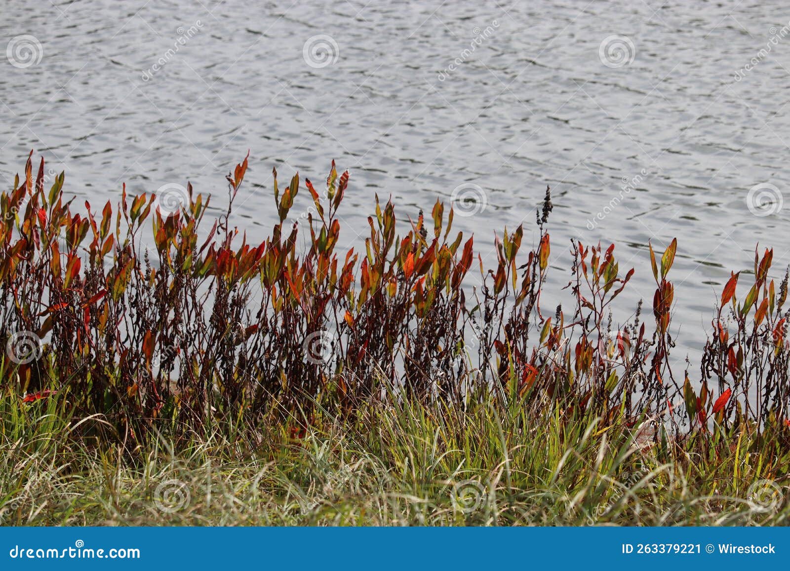 Red Bog-myrtle Plants Growing at the Shore of a Lake Stock Image ...