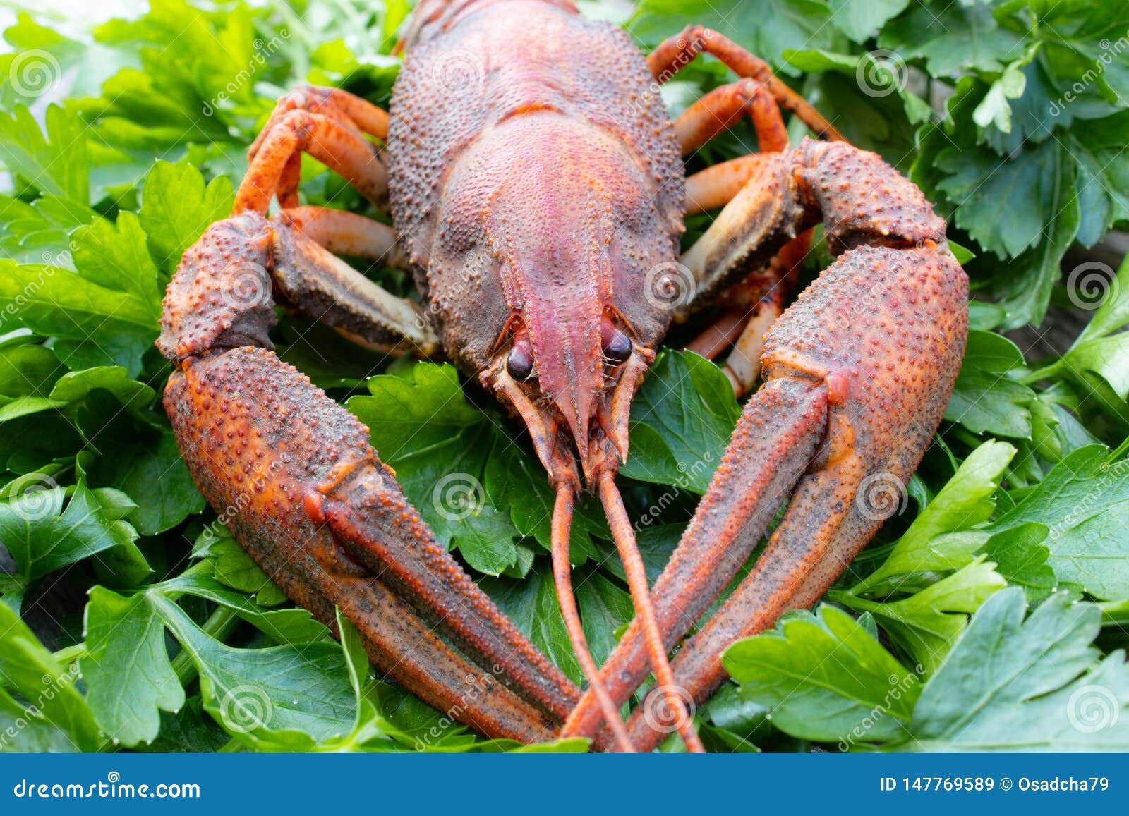 Red Boiled Crayfish with Herbs on a Plate Stock Image - Image of fish ...