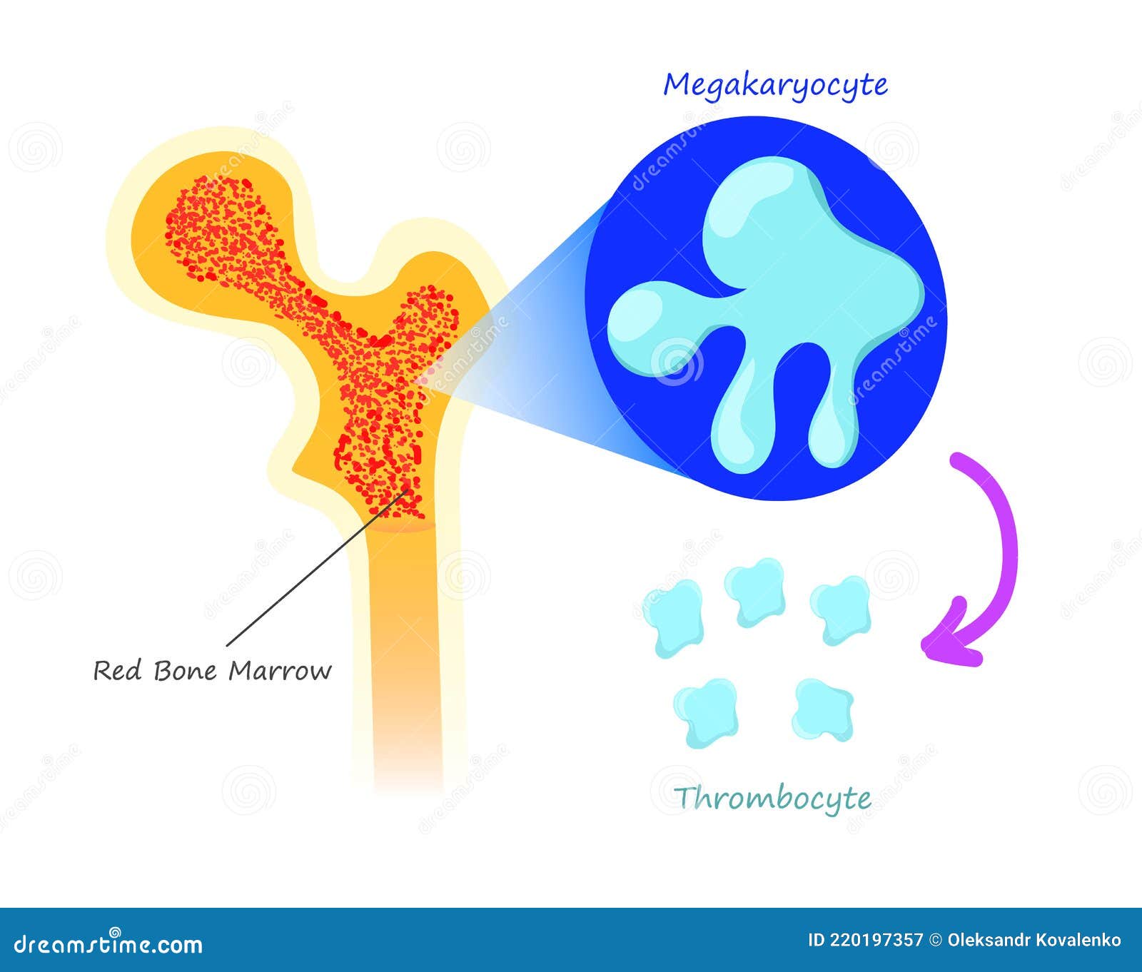 Platelets Or Thrombocyte Activation Fibrin In Blood Vessel Vector ...