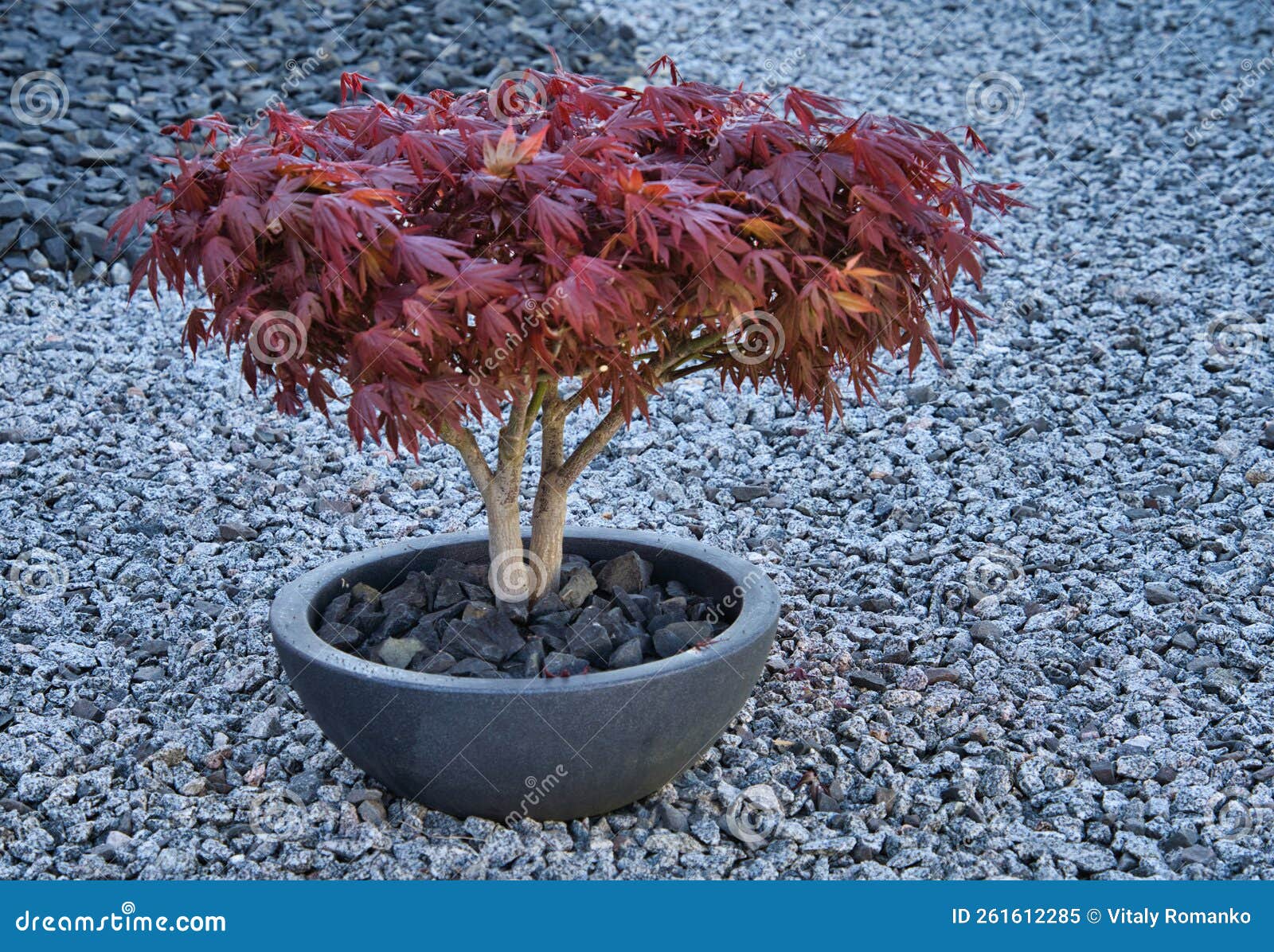 Red bonsai in a pot stock image. Image of wildflower - 261612285