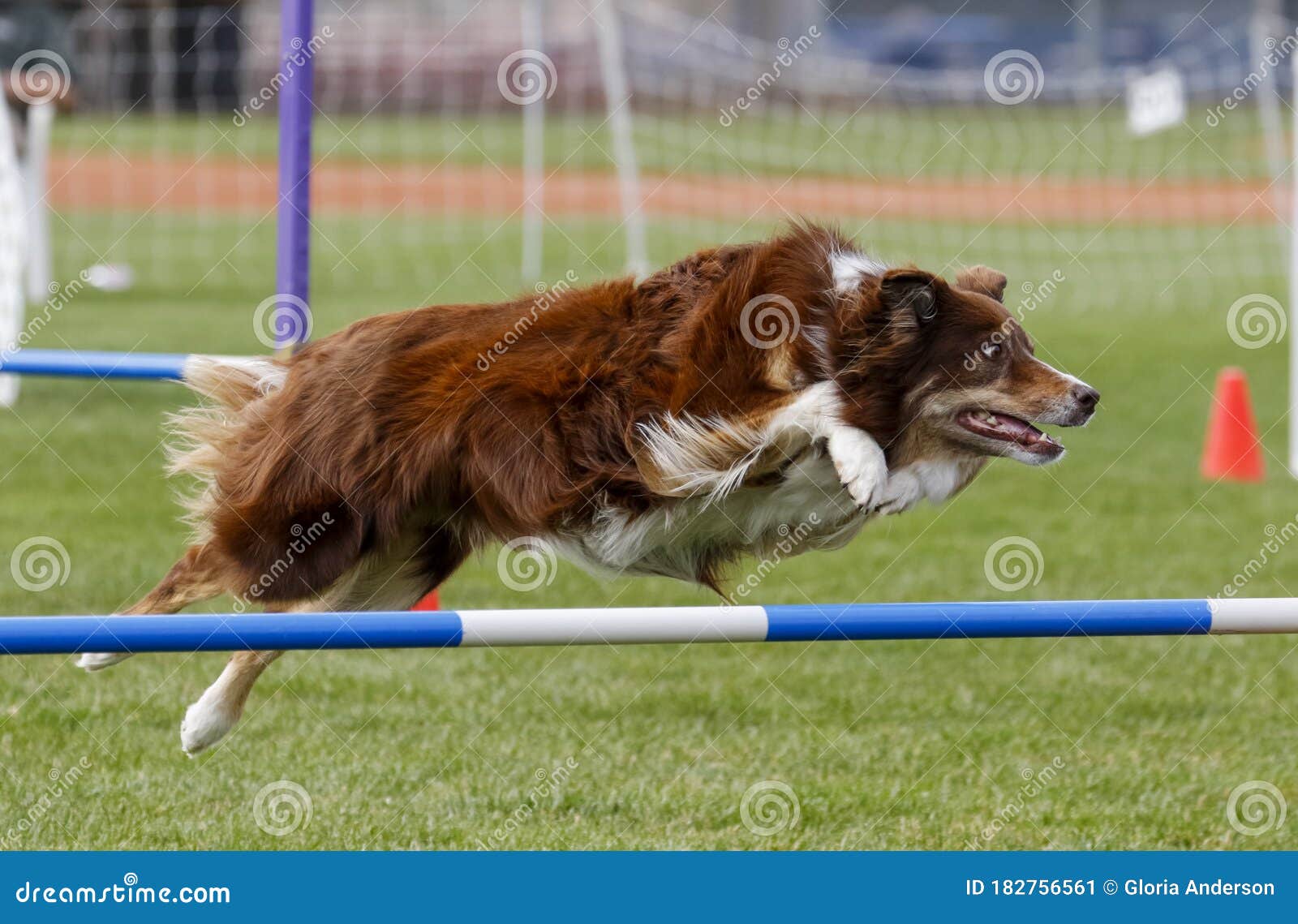 Red Border Collie Dog Going Over a Jump Stock Image - Image of jumps ...