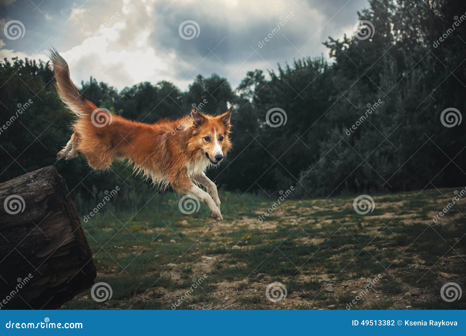 Red Border Collie Dog Jumping from a Log in Dark Forest Stock Photo ...