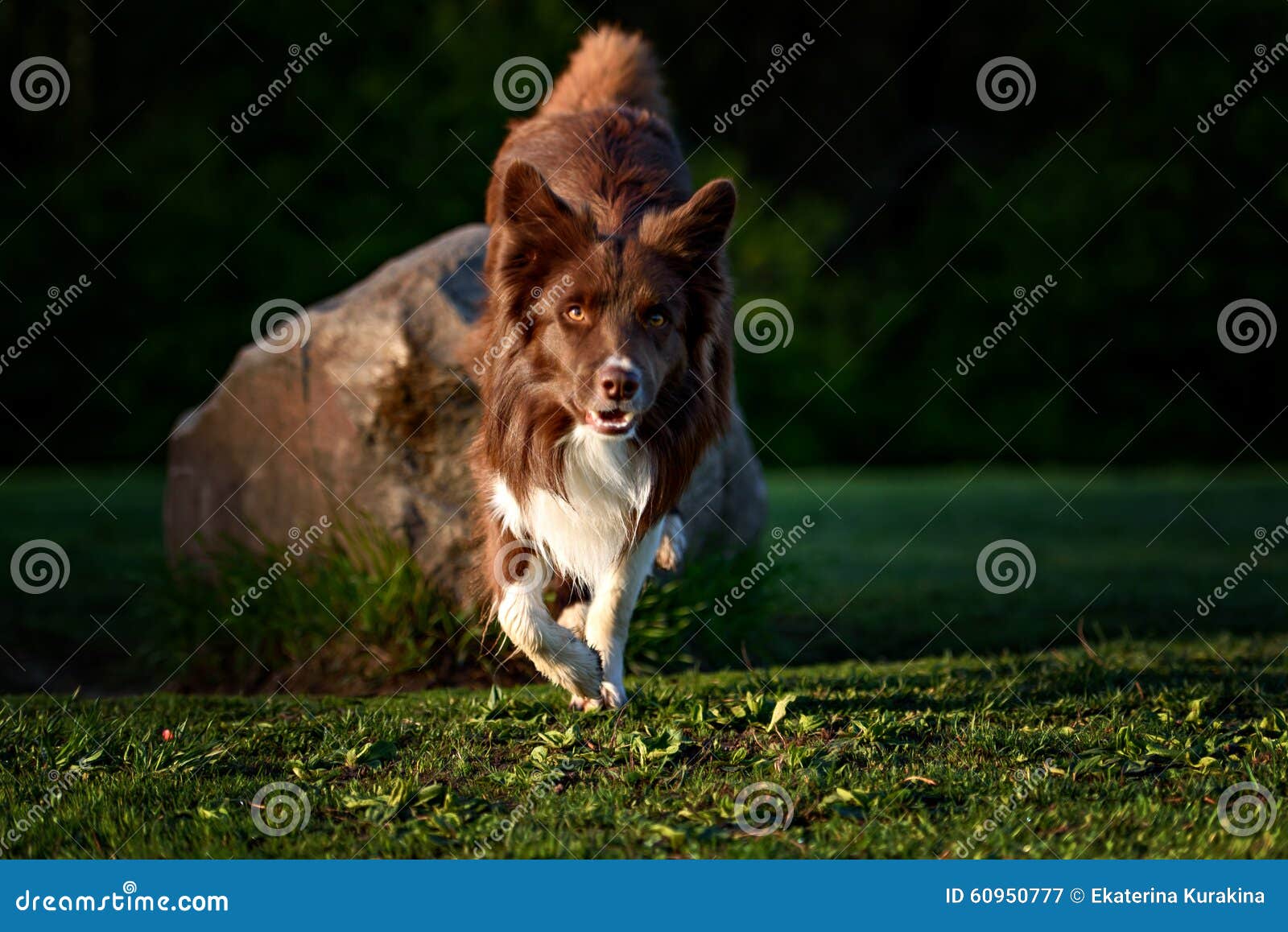 Red Border Collie Dog in a Meadow, Summer Stock Image - Image of funny ...