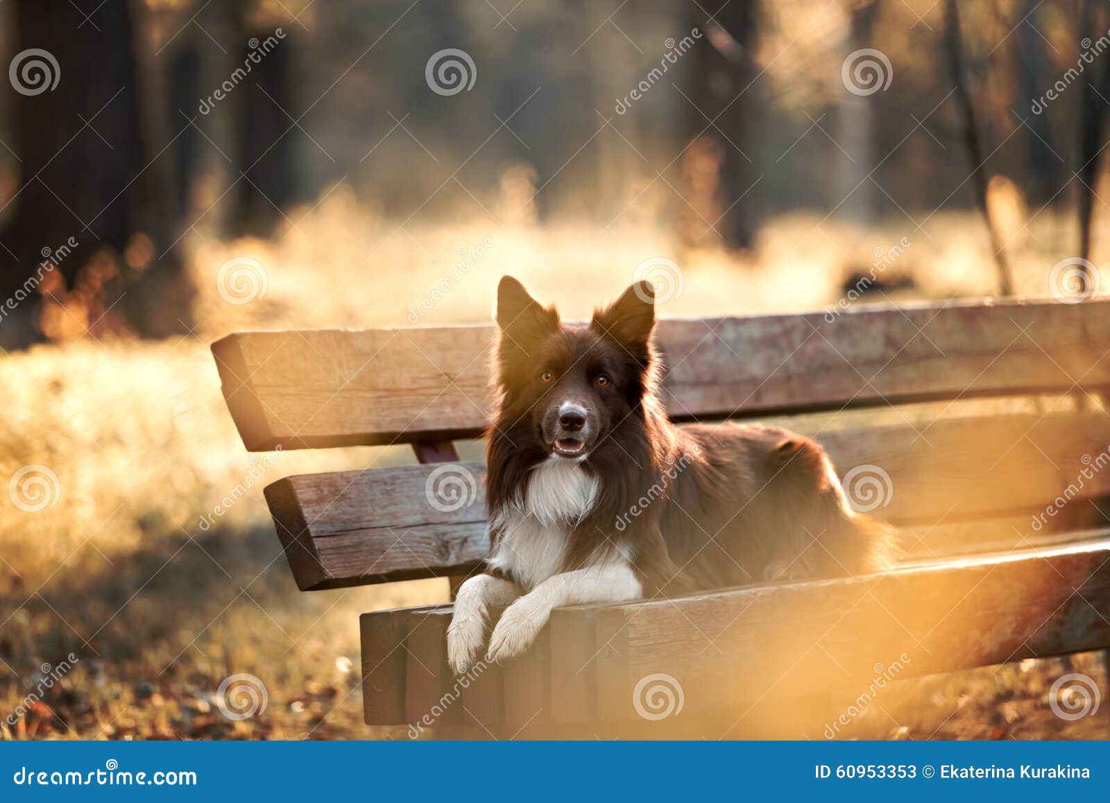 Red Border Collie Dog in a Meadow, Summer Stock Image - Image of ...