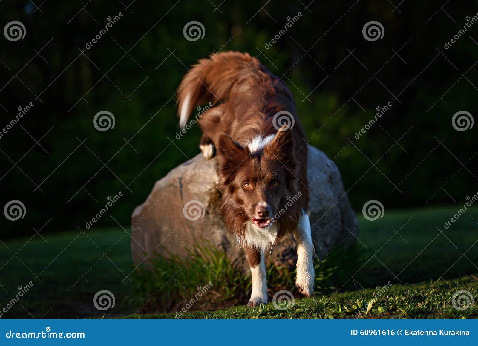 Red Border Collie Dog in a Meadow, Summer Stock Photo - Image of fish ...