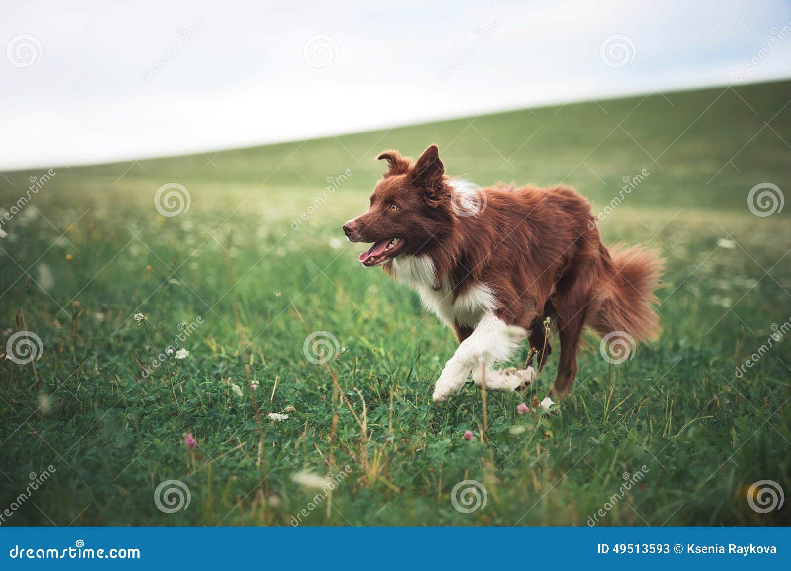 Red Border Collie Dog Running in a Meadow Stock Image - Image of ...