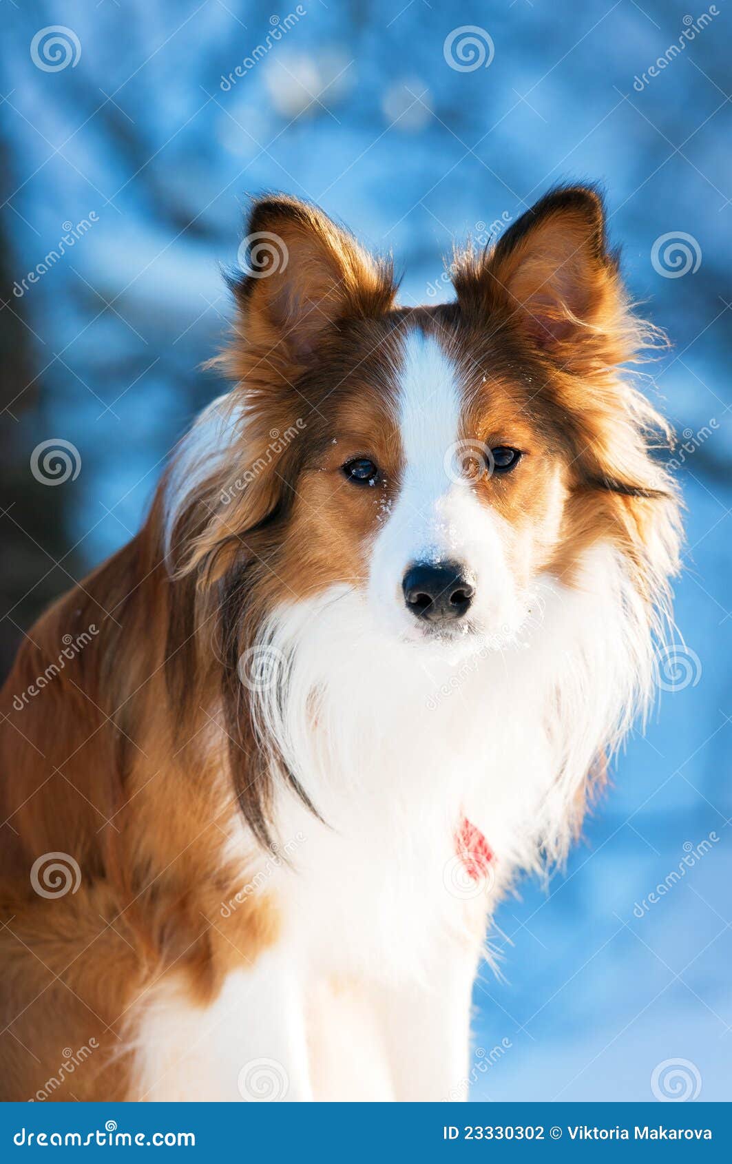 Red Border Collie Portrait, Close Up Stock Photo - Image of domestic ...