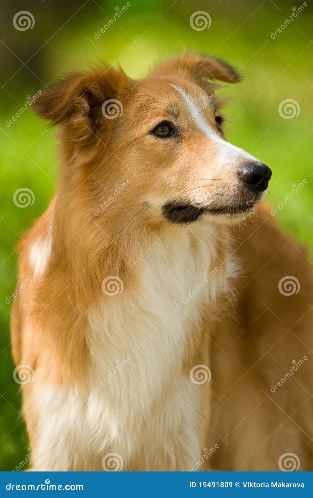 Red Border Collie Portrait in Summer Stock Image - Image of breed ...