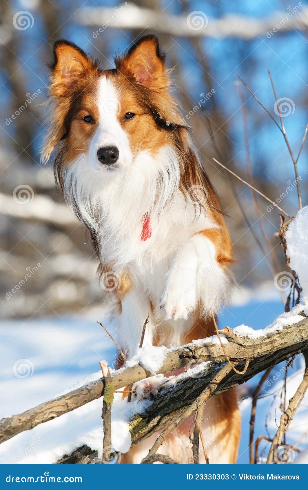 Red Border Collie Portrait in Winter Stock Image - Image of smile ...
