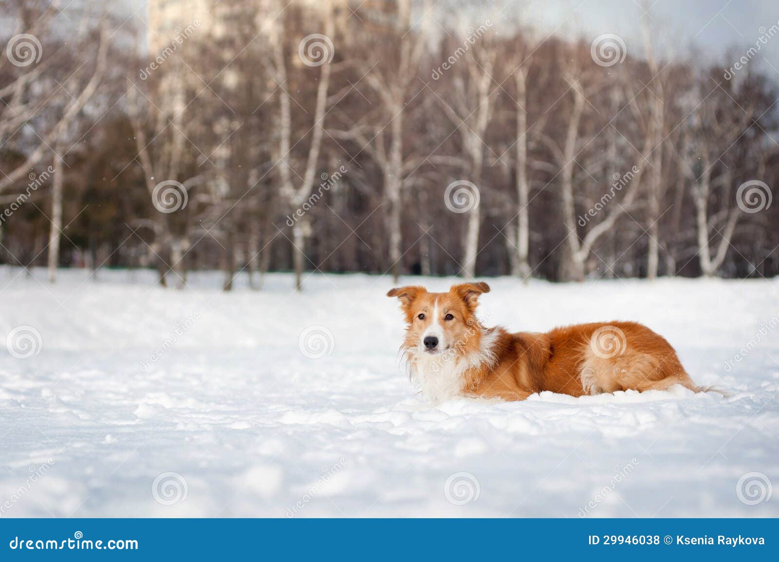 Red Border Collie Portrait in Winter Stock Photo - Image of collie ...