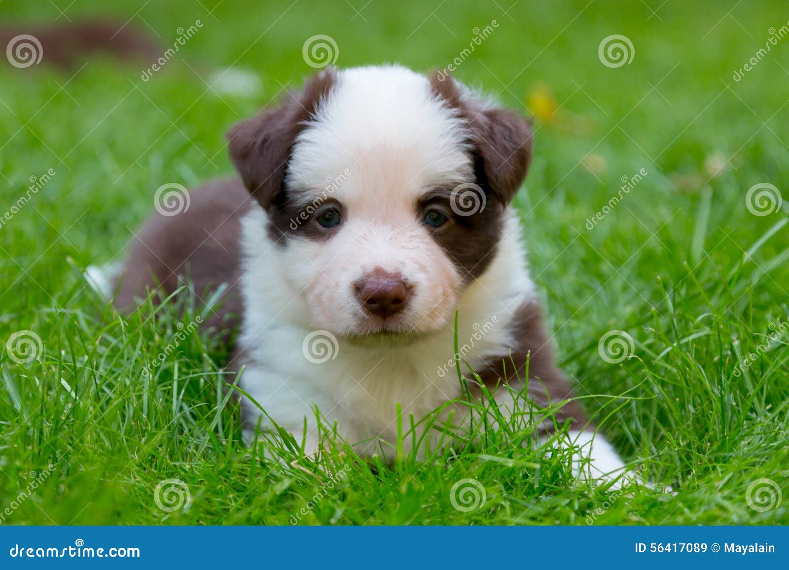 Red border collie puppy stock image. Image of portrait - 56417089