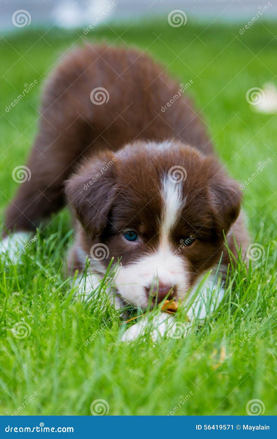 Red border collie puppy stock image. Image of portrait - 56419571