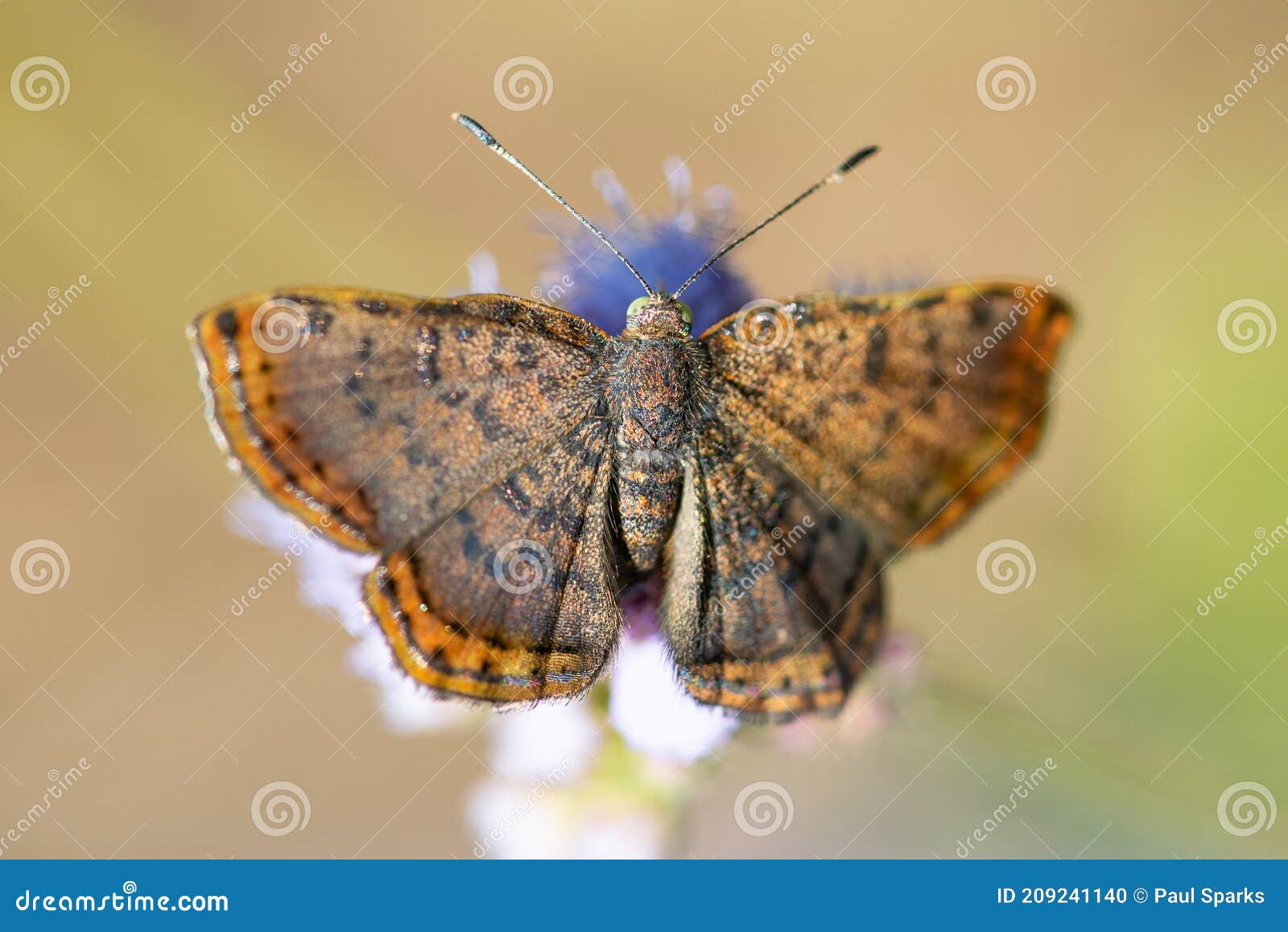 Red-bordered Metalmark stock photo. Image of lrgv, metalmark - 209241140