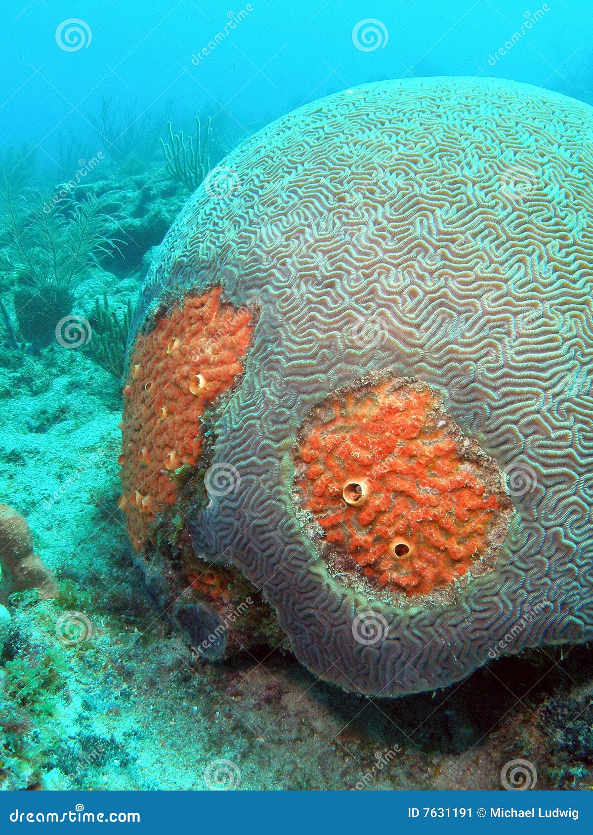 Red Boring Sponge and Brain Coral Stock Image - Image of boring, seas ...