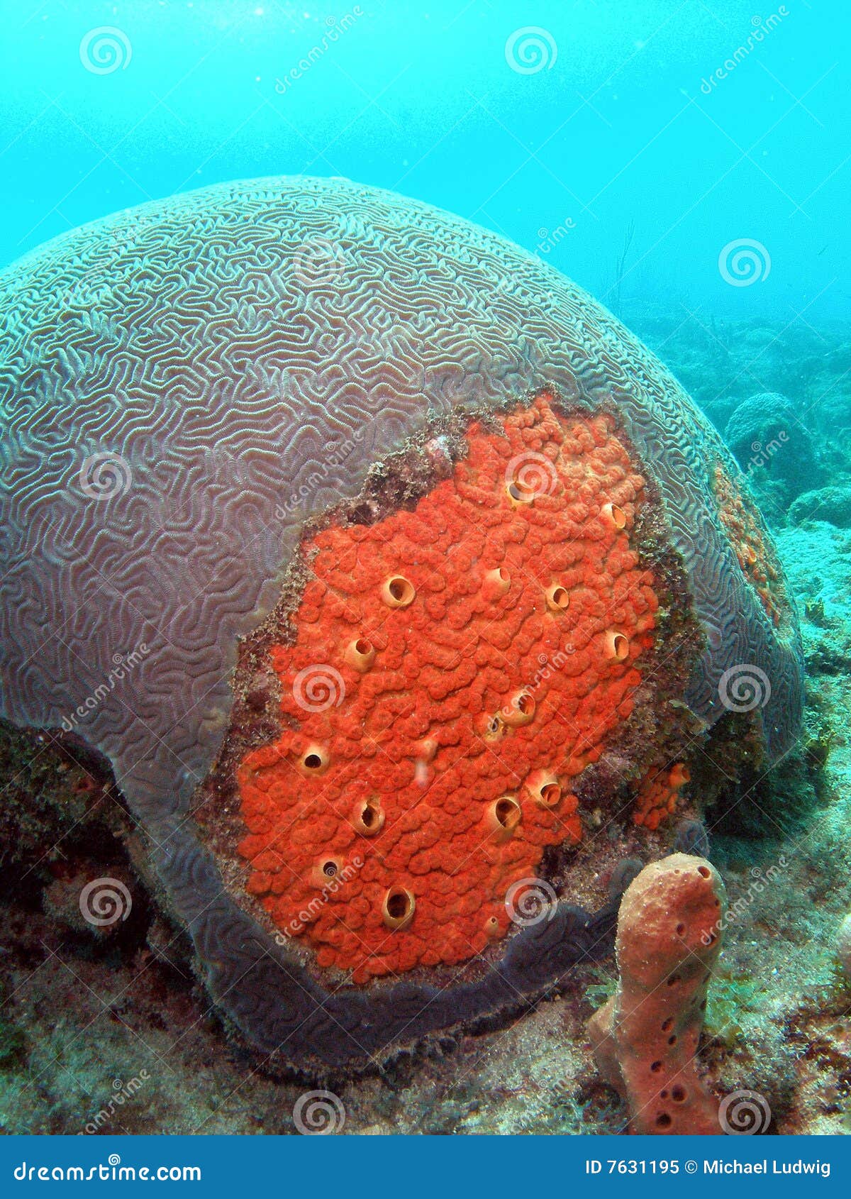 Red Boring Sponge and Brain Coral Stock Image - Image of reef, coral ...