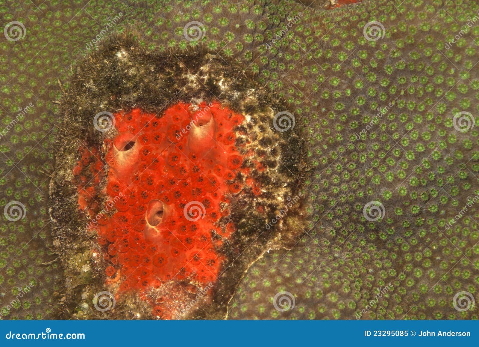 Red Boring Sponge (Cliona Celata) Stock Image - Image of boring, coral ...