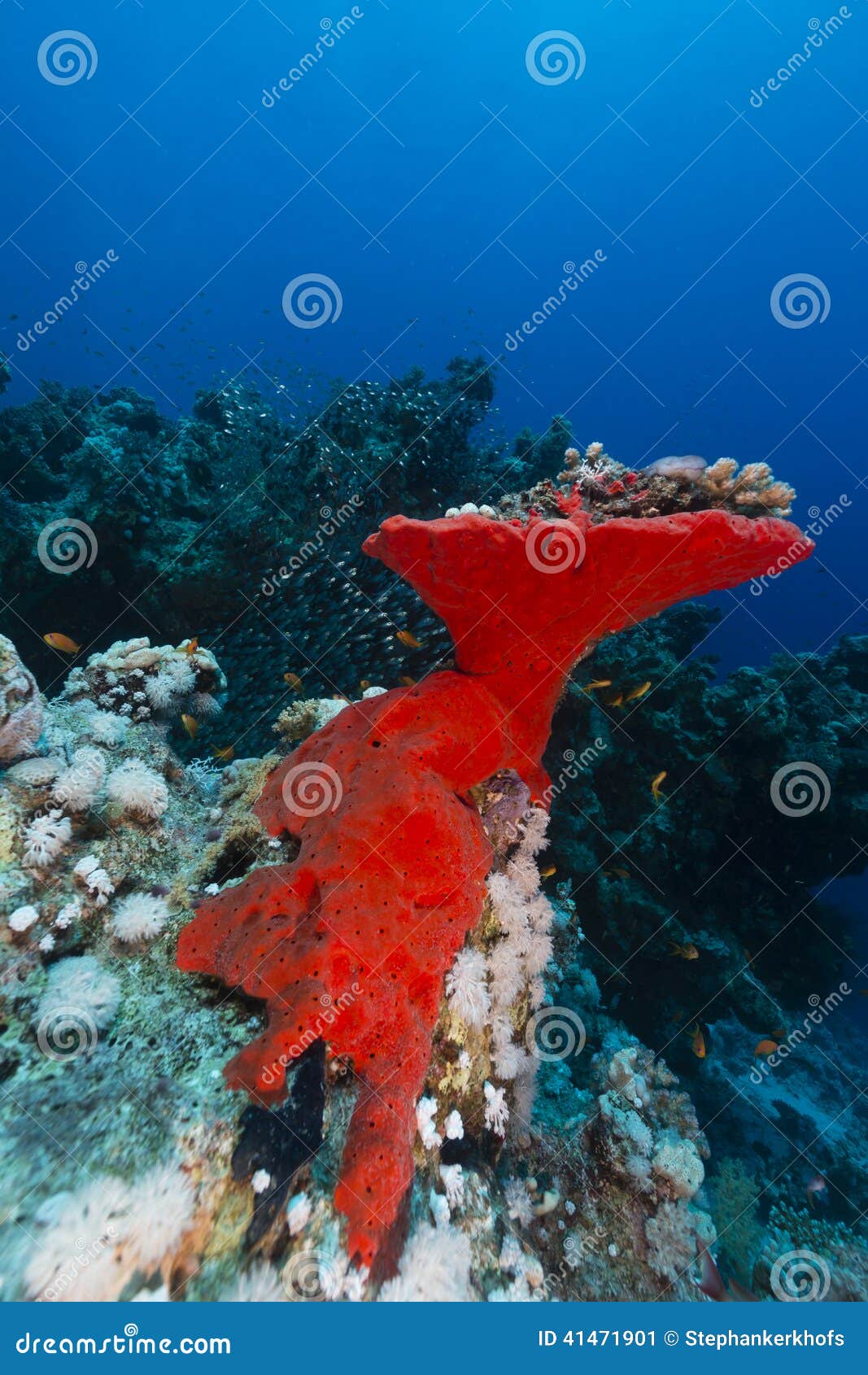 Red Boring Sponge in the Red Sea. Stock Image - Image of salt ...
