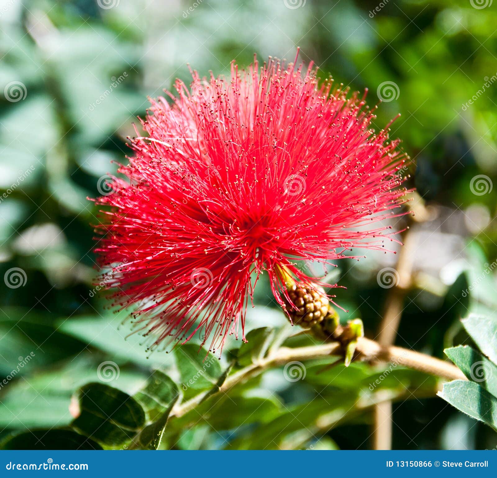 Red bottle brush flower stock photo. Image of plant, green - 13150866