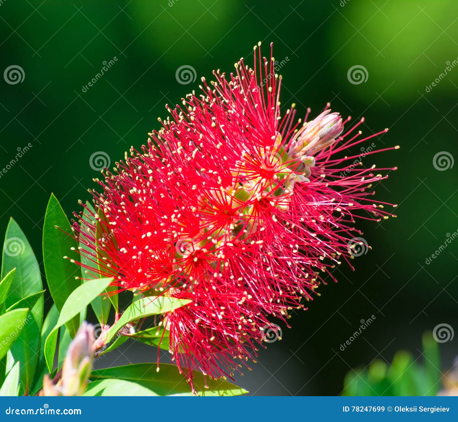 Red Bottle Brush Flowers ( CALLISTEMON PLANT ) Stock Image - Image of ...