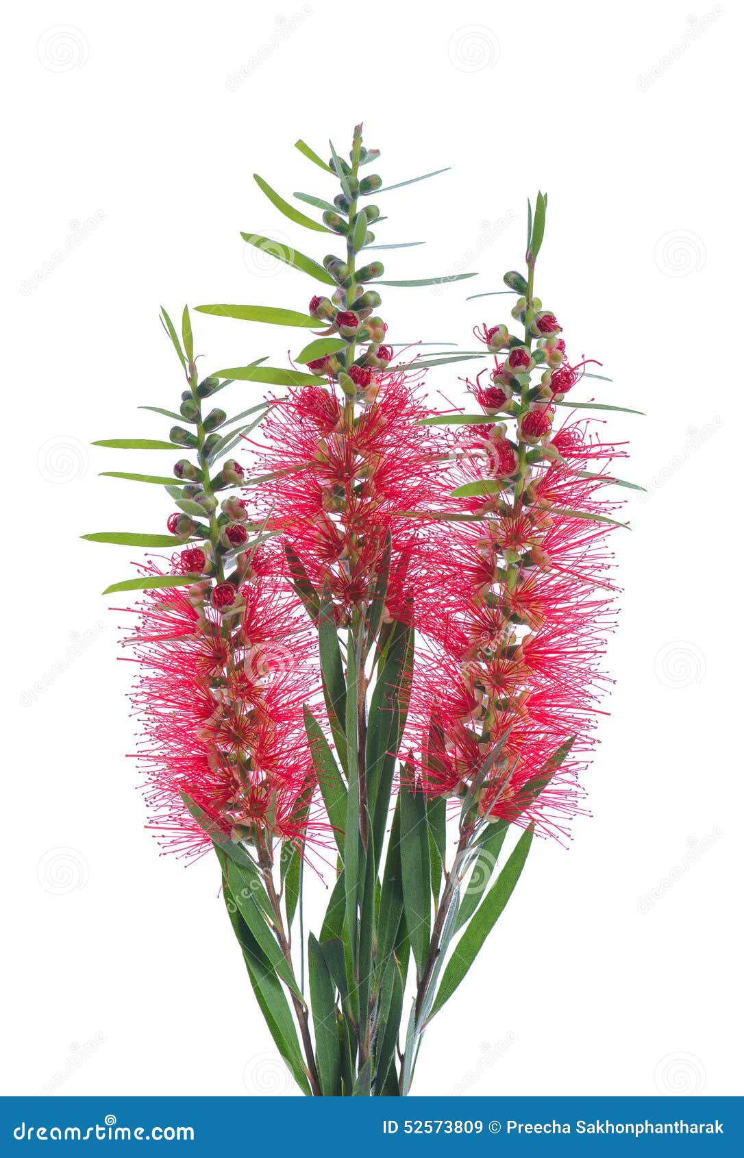 Bottle Brush, Callistemon, Flower, Botanic Royalty-Free Stock ...