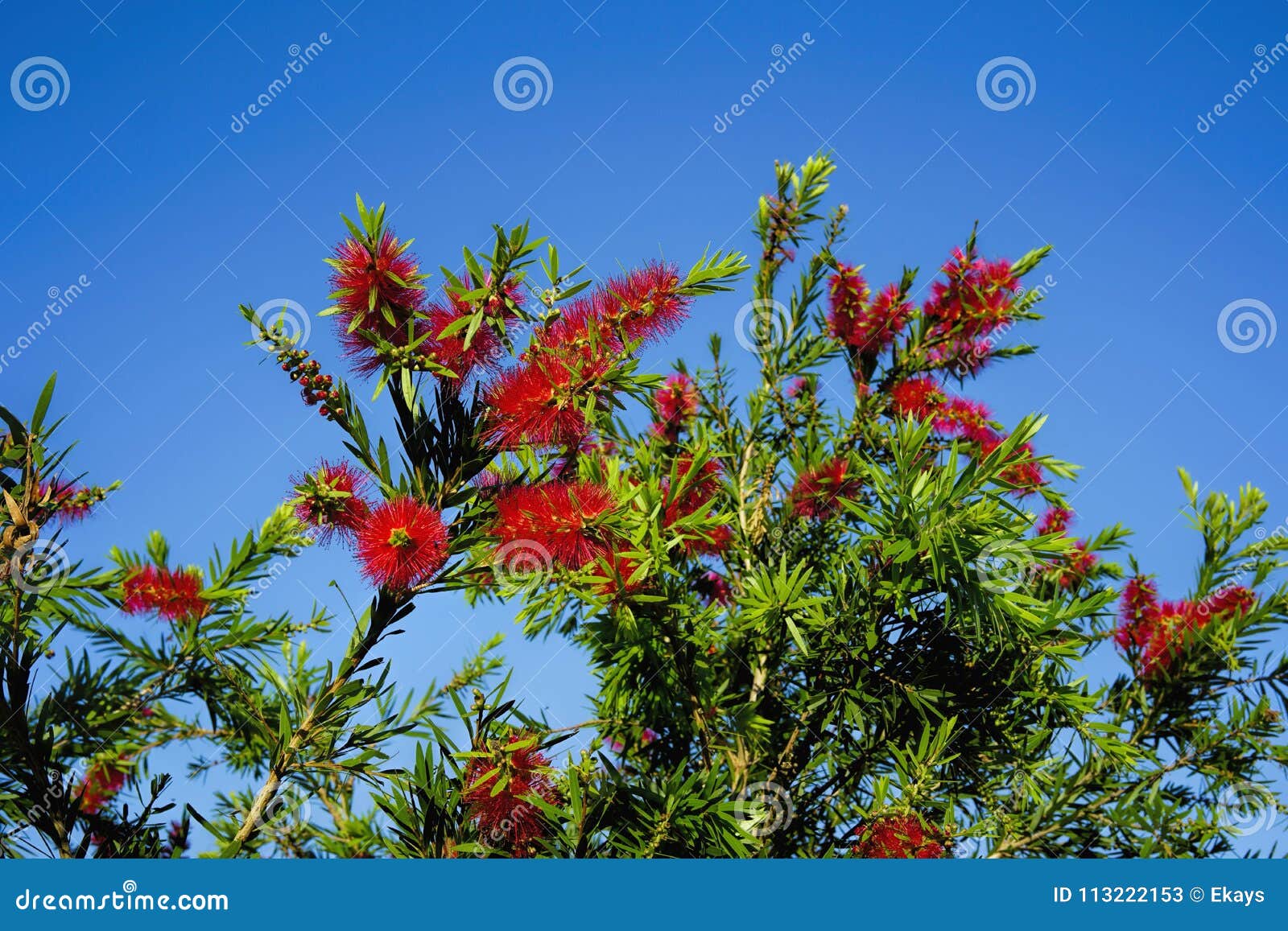 Red bottle brush tree stock image. Image of closeup - 113222153