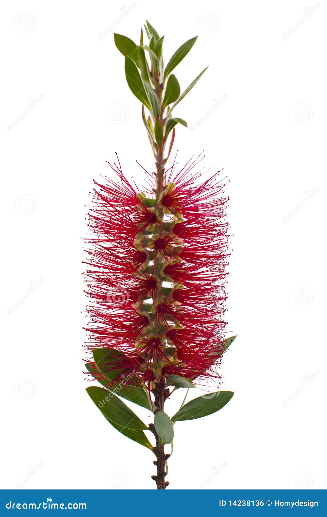 Red Bottle-brush Tree (Callistemon) Stock Photo - Image of green ...