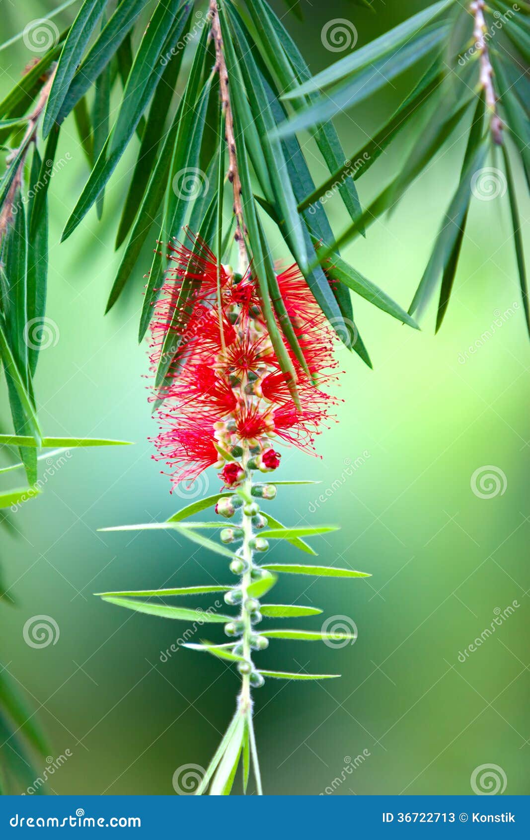 Red Bottle-brush Tree (Callistemon) Flower Stock Image - Image of ...