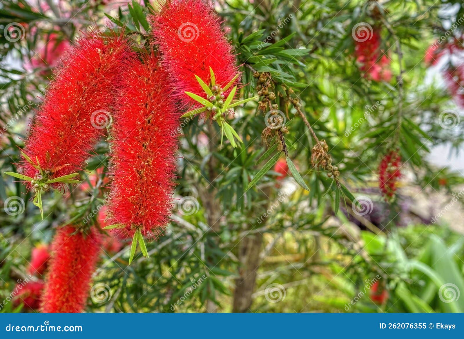 Red bottle brush tree stock image. Image of closeup - 262076355
