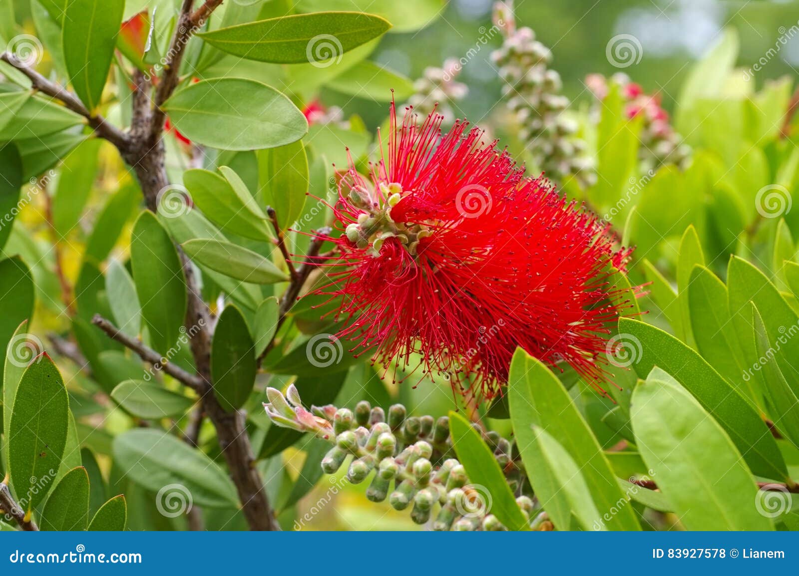 Red Bottlebrush Plant, Callistemon Stock Photo - Image of leaf, blossom ...