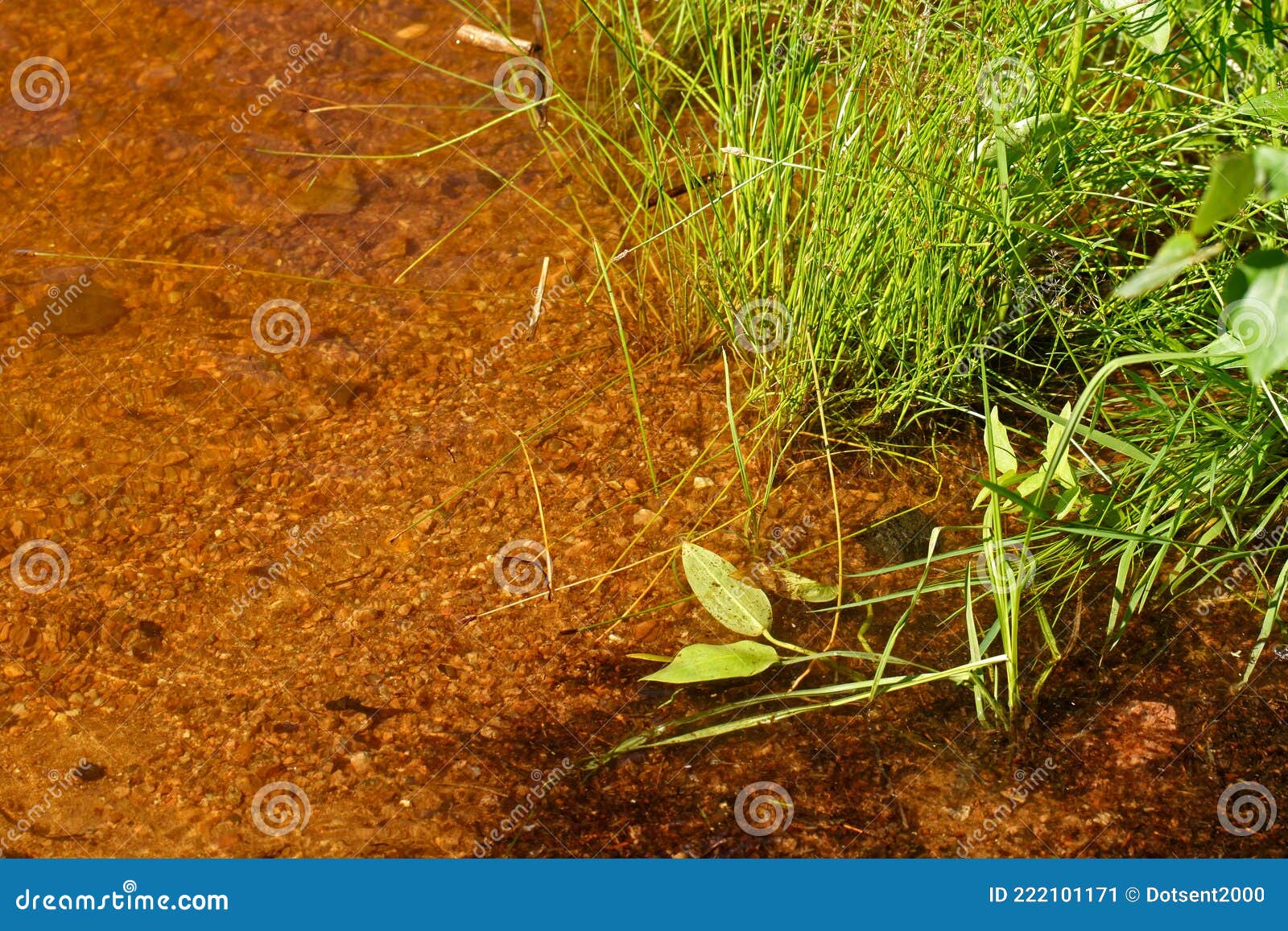 Red bottom of the pond stock image. Image of horizontal - 222101171