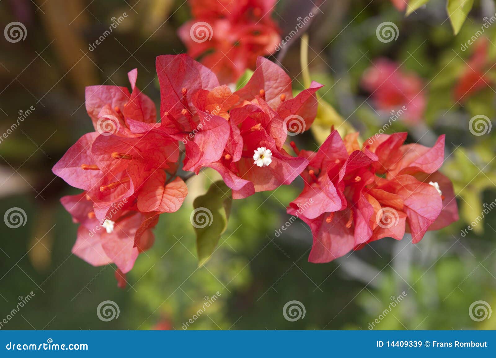 Red Bougainvillea stock image. Image of garden, tropical - 14409339