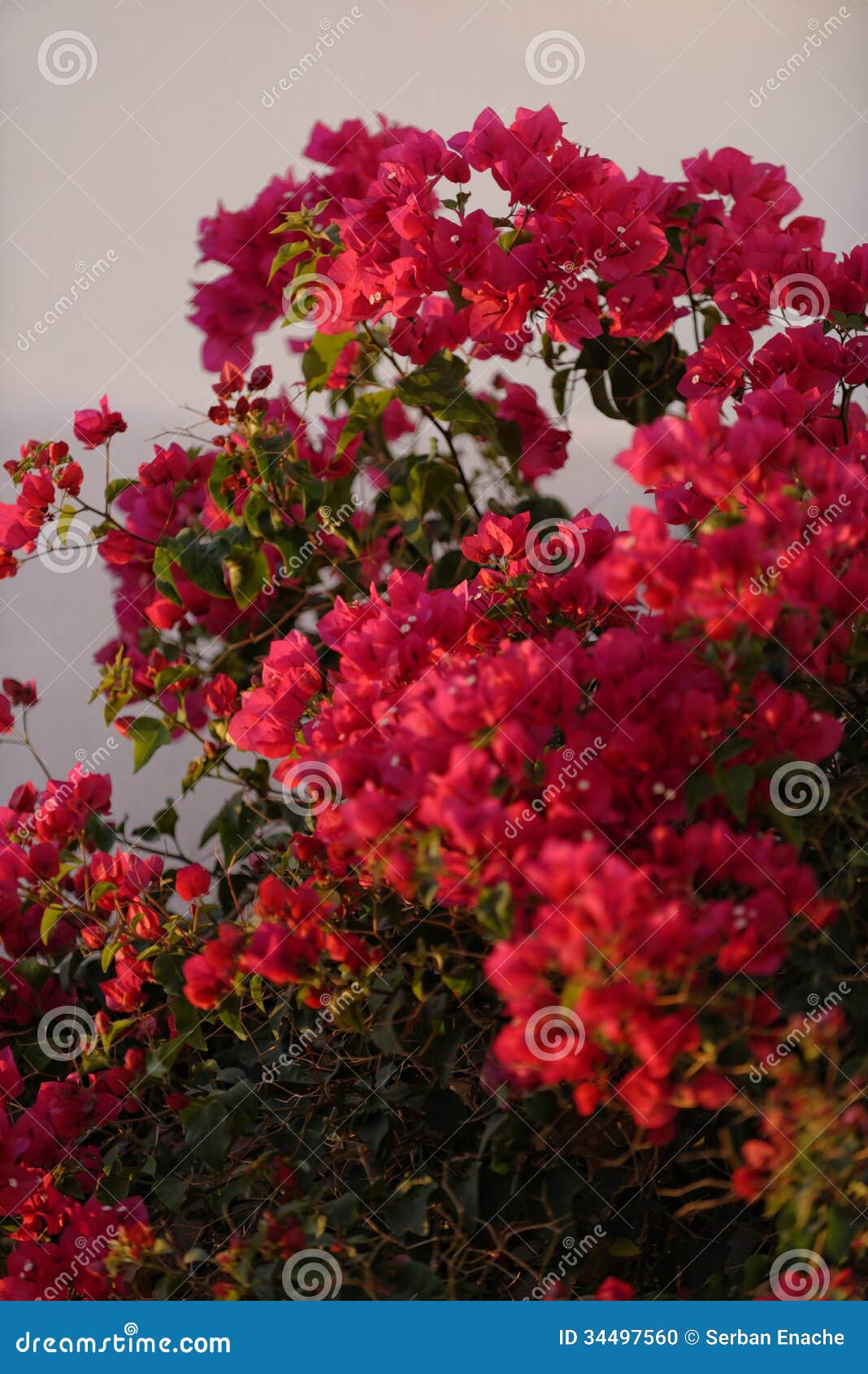 Red bougainvillea flowers stock photo. Image of details - 34497560