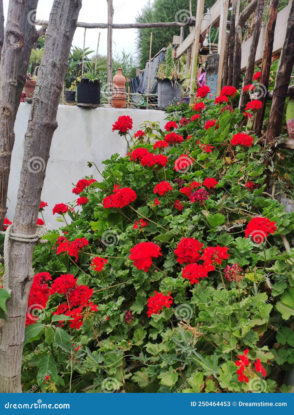 Red Bouquet Flower Rose Herb Plants Stock Image - Image of wildflower ...
