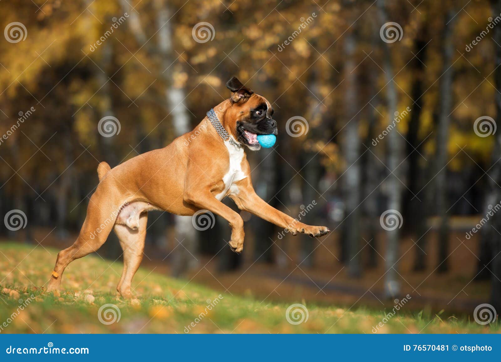 Red Boxer Dog Playing Outdoors in Autumn Stock Image - Image of brown ...