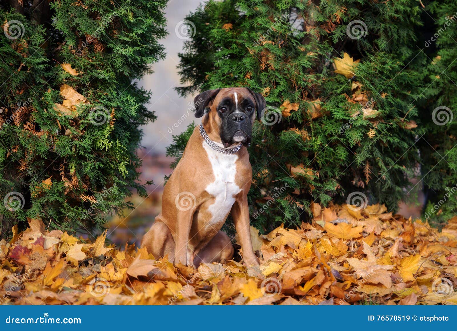 Red Boxer Dog Posing Outdoors in Autumn Stock Image - Image of happy ...