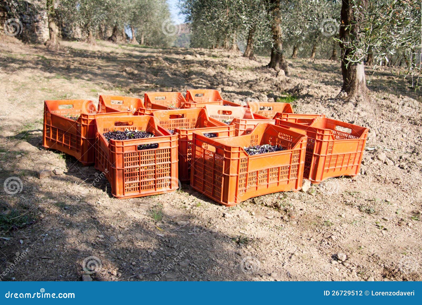 Red Boxes Filled with Olives on the Ground Stock Photo - Image of leaf ...