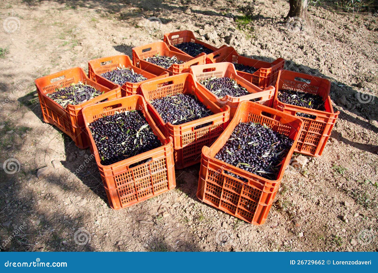 Red Boxes Filled with Olives on the Ground Stock Photo - Image of green ...