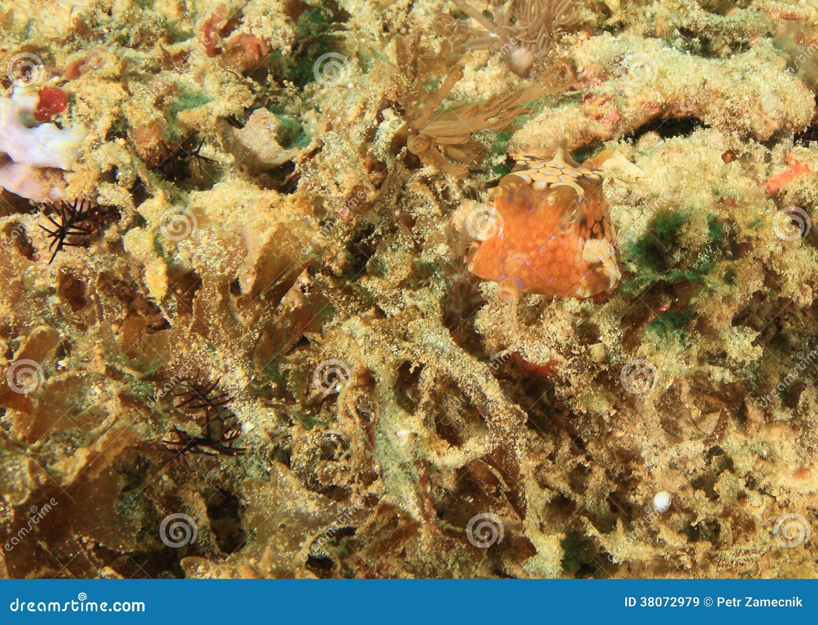 Red boxfish stock image. Image of animal, lembeh, boxfish - 38072979