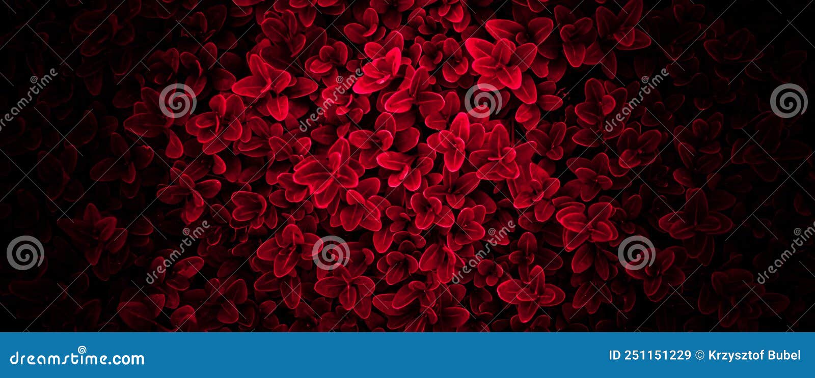 Red Boxwood Twigs with Visible Details. Background or Texture Stock ...