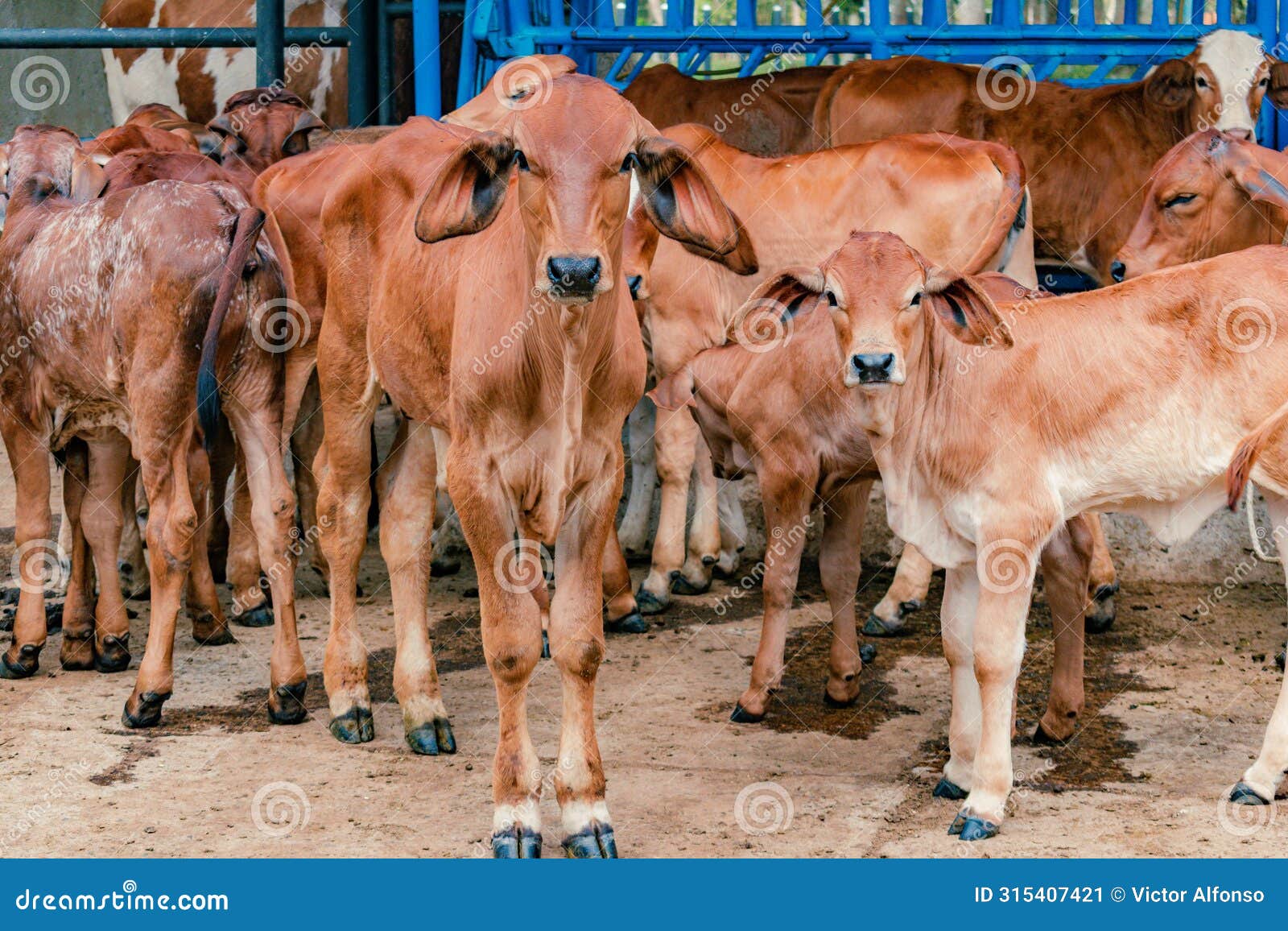 Red Brahman Calves Looking at Camera Stock Image - Image of calf, wild ...