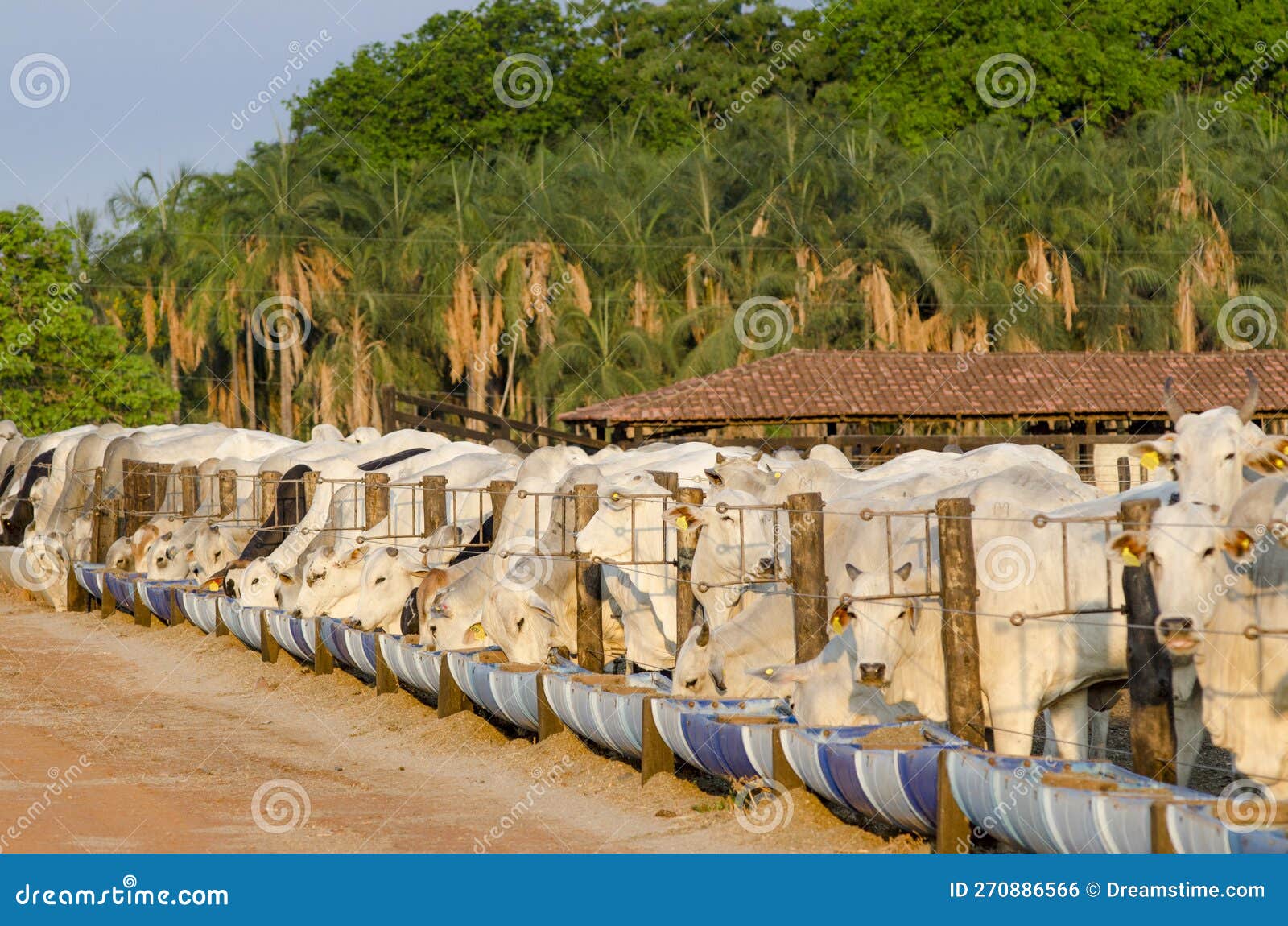Red Brahman Cattle Feeding in Pallet Inside the Feedlot Range Stock ...