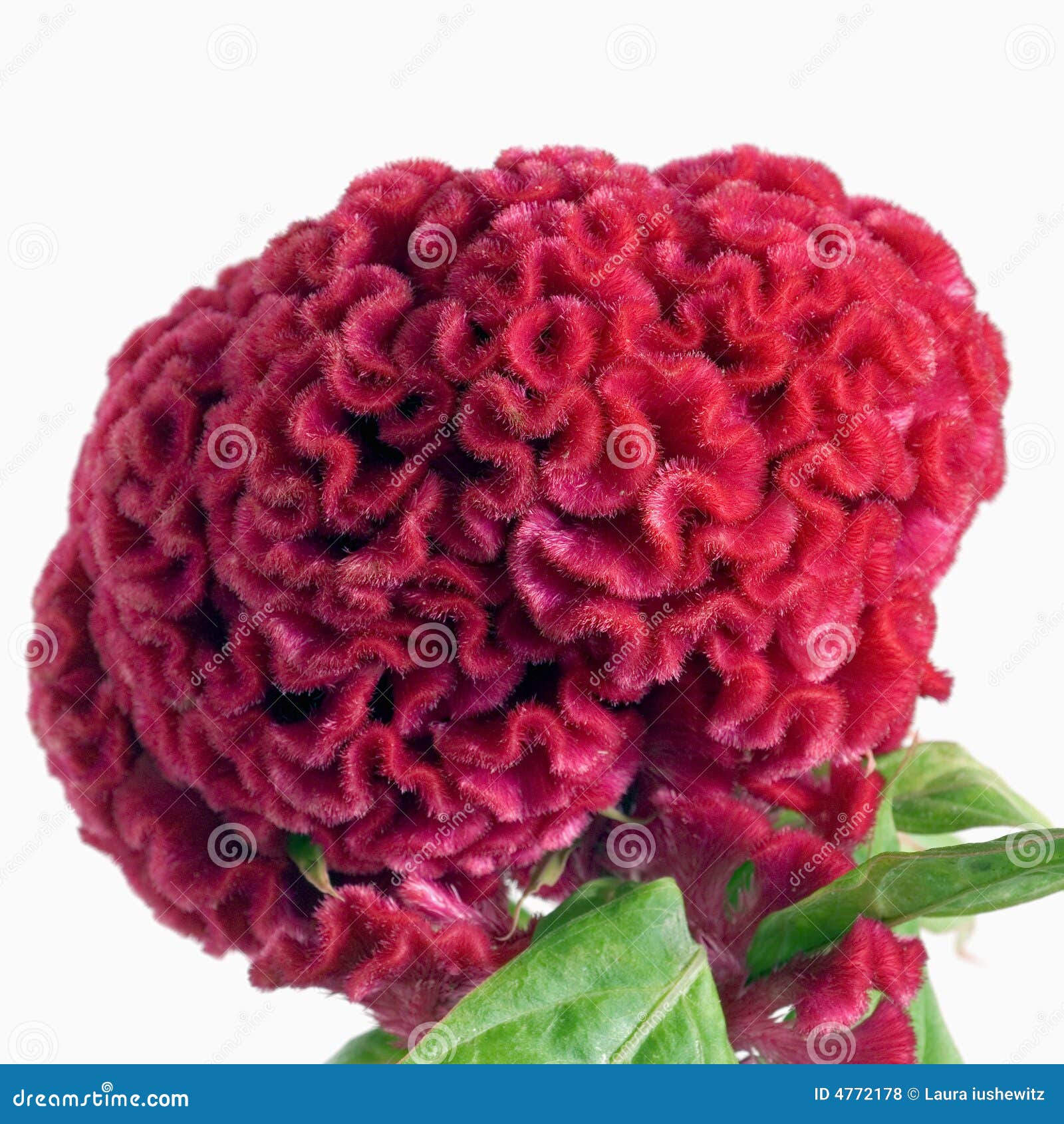 Red brain flower square stock photo. Image of color, articulates - 4772178