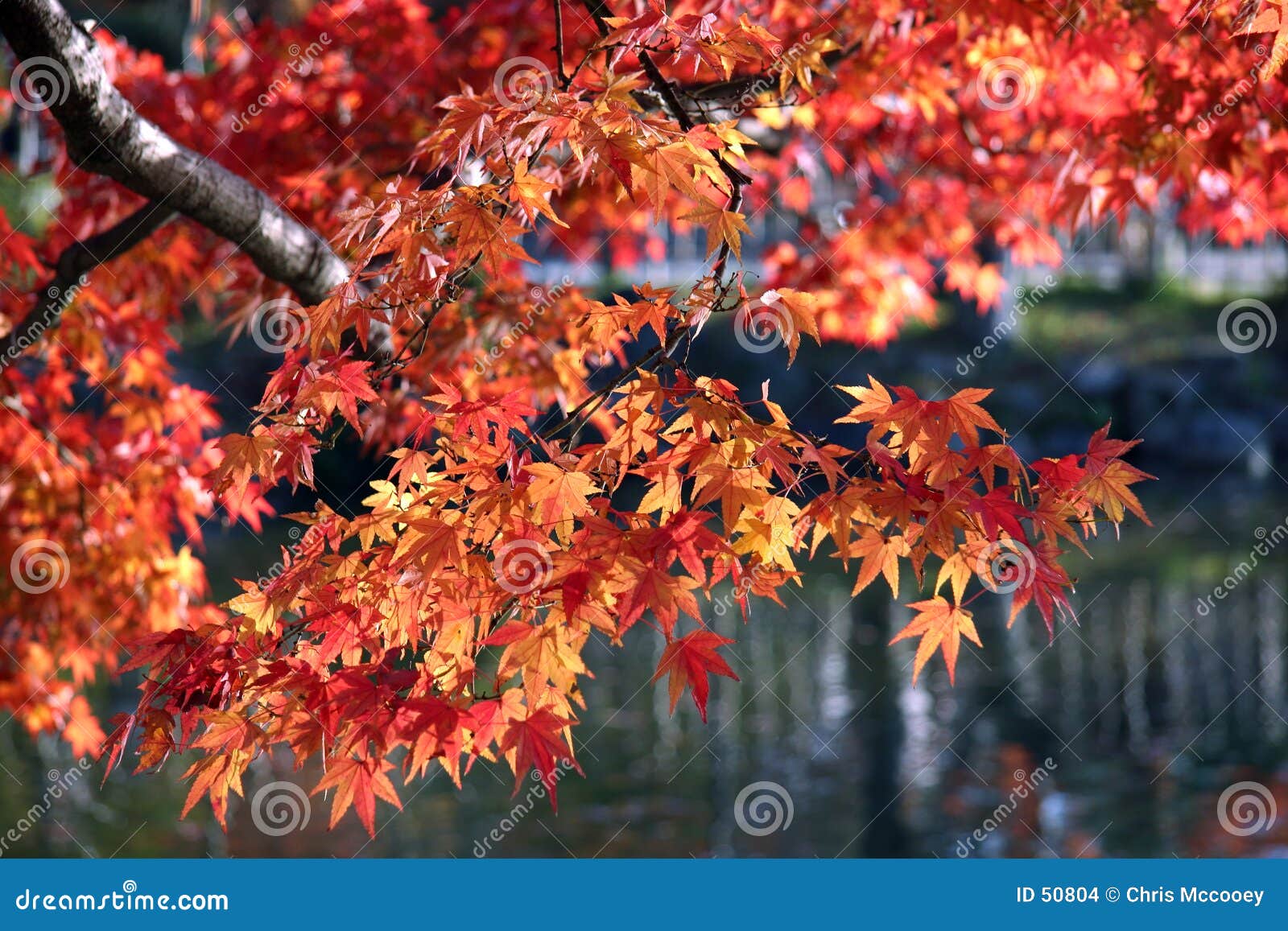 Red Branch stock photo. Image of fallen, parks, seasons - 50804