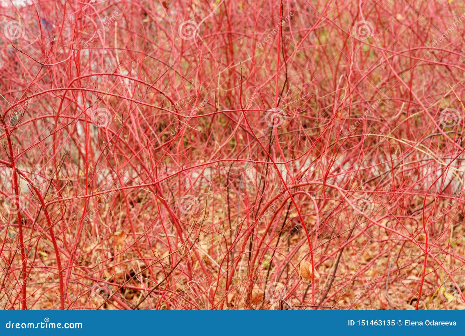 Red branches in autumn stock image. Image of beauty - 151463135