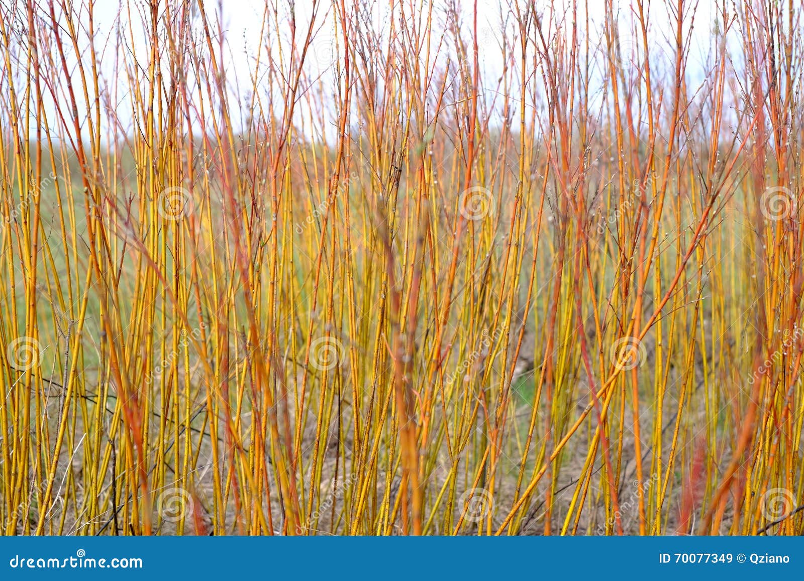 Red branches bush stock image. Image of pollock, forest - 70077349