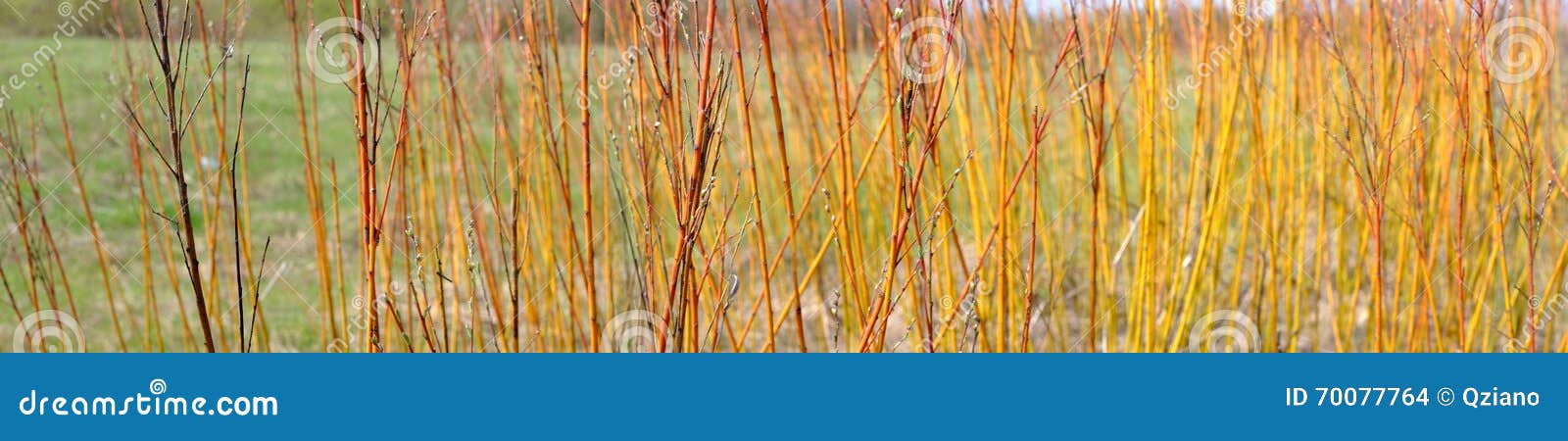 Red branches bush stock photo. Image of rain, bare, leaf - 70077764