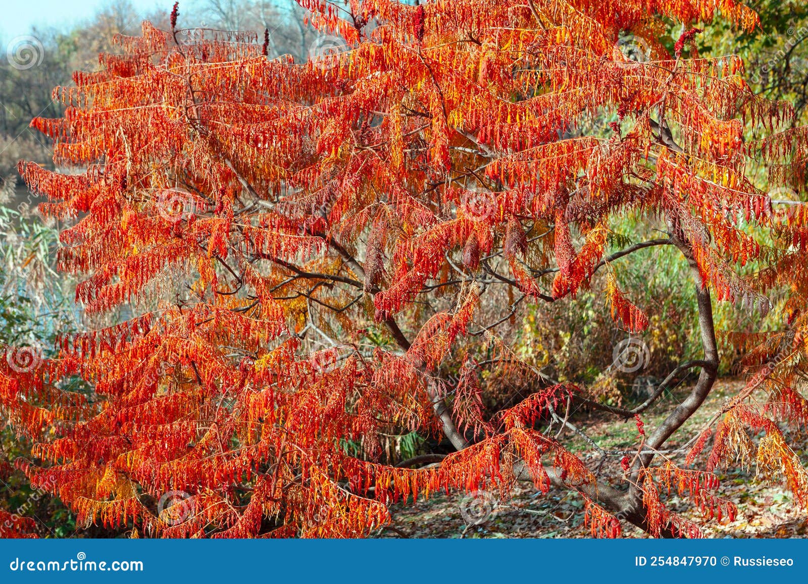Red branches in fall stock photo. Image of exotic, bright - 254847970