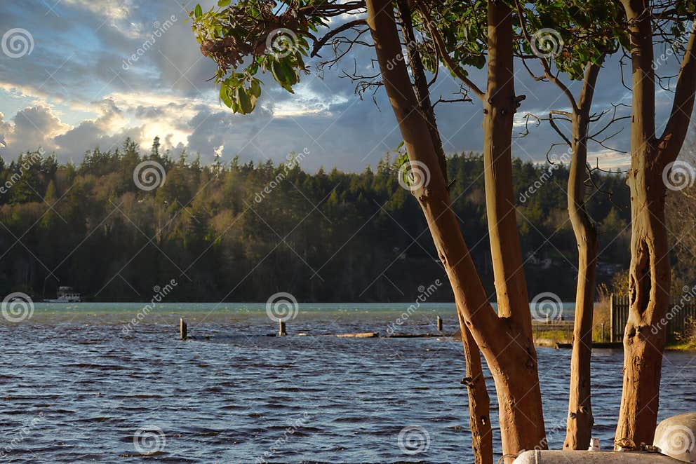 Red Branches of Madrona Tree in Front of Water in Afternoon Stock Photo ...